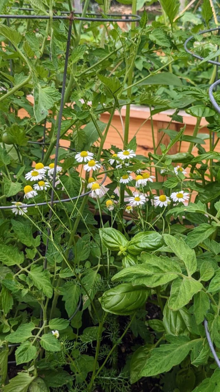 Hügelkultur Garden Beds – joyfullydwell