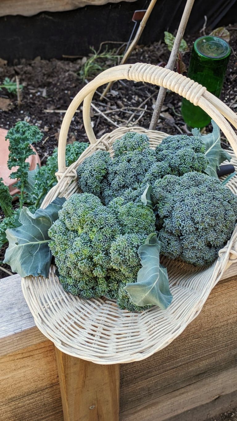 Bulk Batch Meal Prep – joyfullydwell