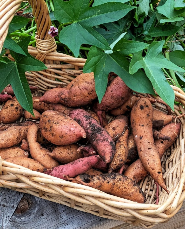 Bulk Batch Meal Prep – joyfullydwell